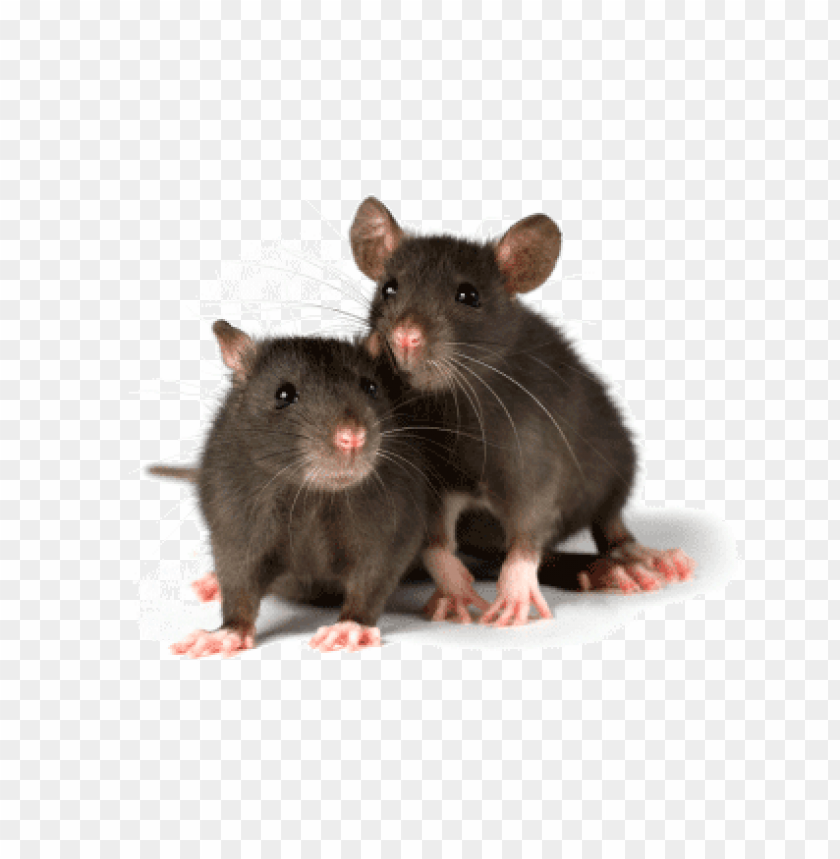 Free download | HD PNG two rats | TOPpng