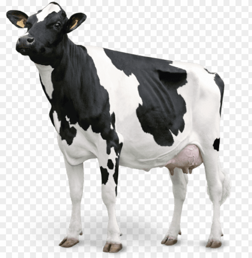 Papel De Parede De Vaca Leiteira