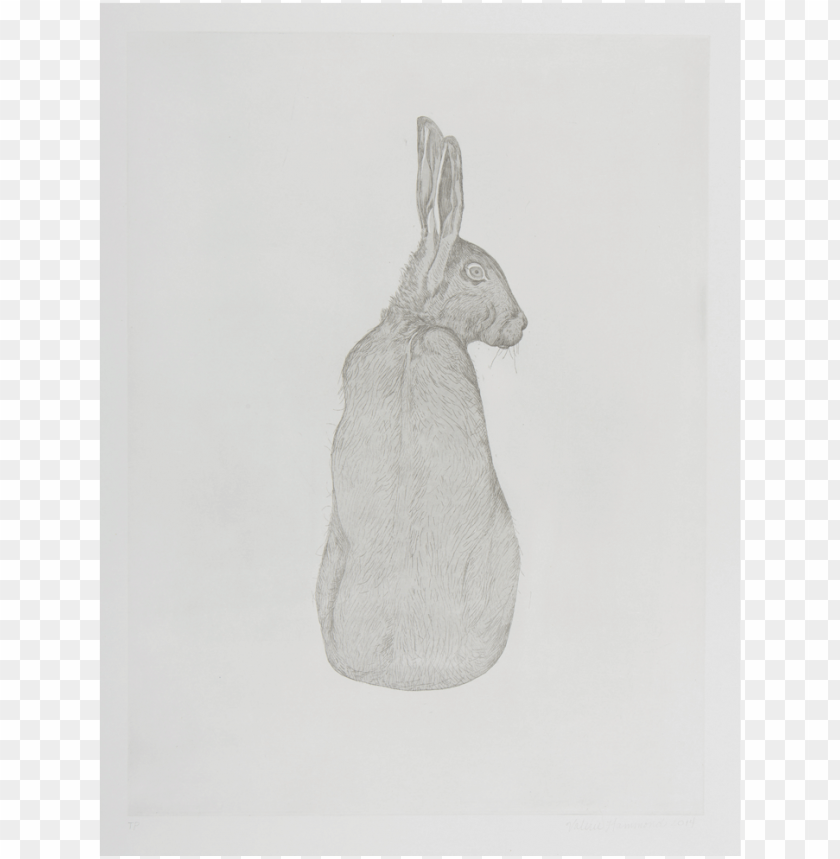 Free download | HD PNG valerie hammond hare sketch PNG transparent with ...