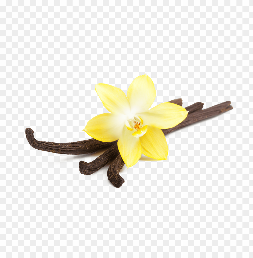 Free download | HD PNG vanilla png PNG transparent with Clear ...