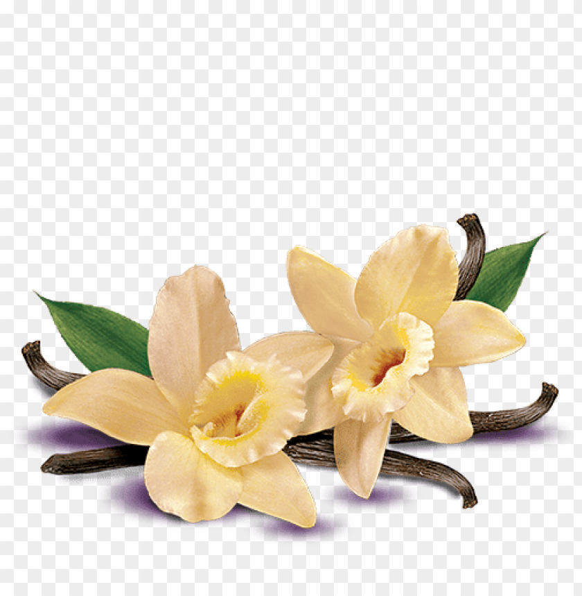 Free download | HD PNG vanilla png PNG transparent with Clear ...