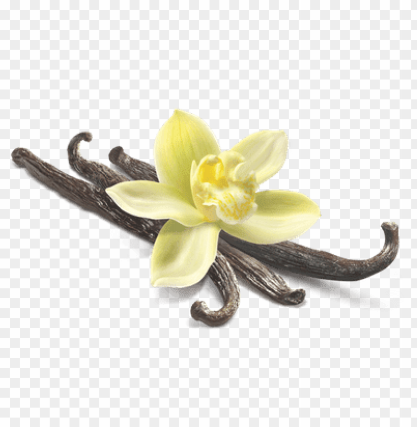 Free download | HD PNG vanilla png PNG transparent with Clear ...