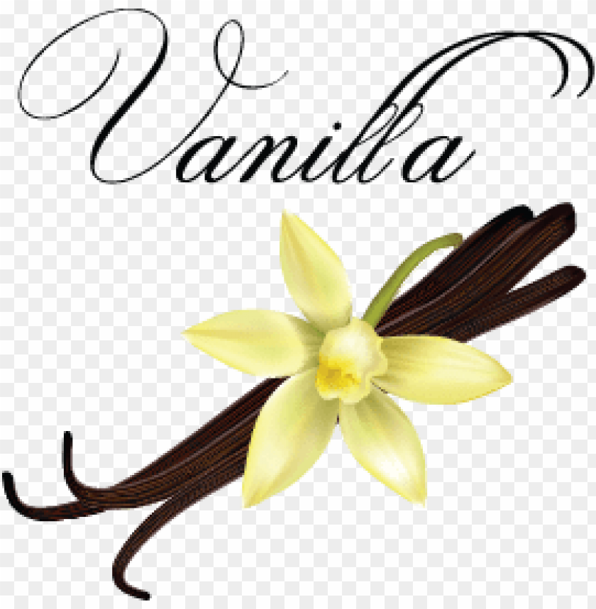 Free download | HD PNG vanilla png PNG transparent with Clear ...