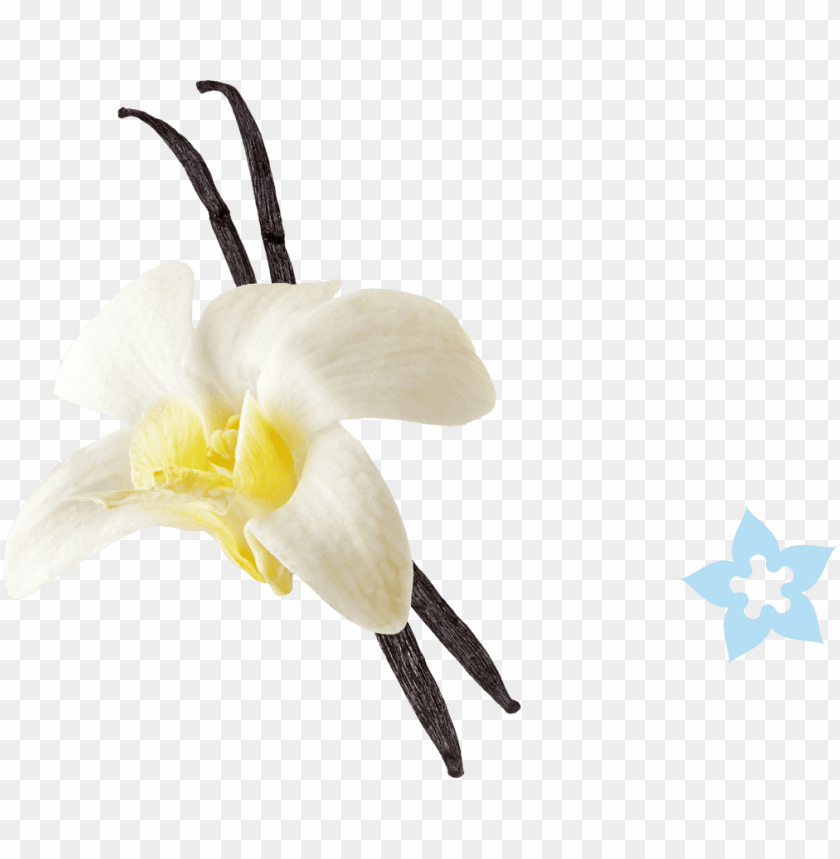 Free download | HD PNG vanilla png PNG transparent with Clear ...