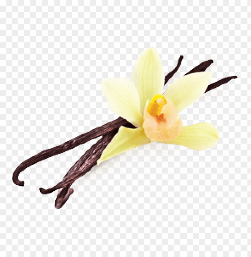 Free download | HD PNG vanilla png PNG transparent with Clear ...