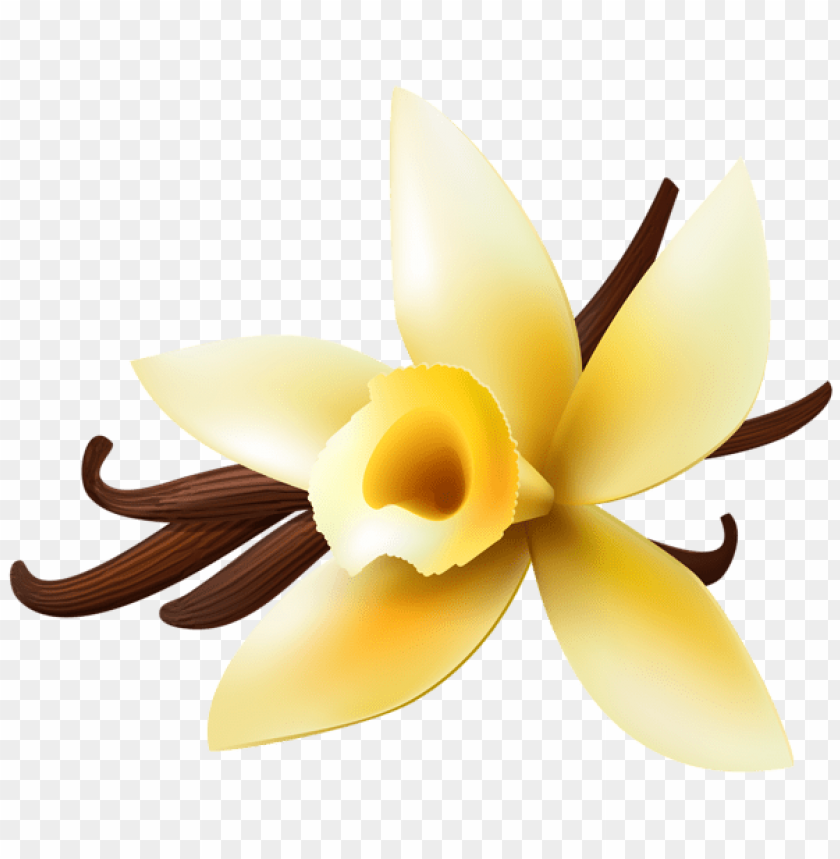 Download vanilla transparent png - Free PNG Images | TOPpng