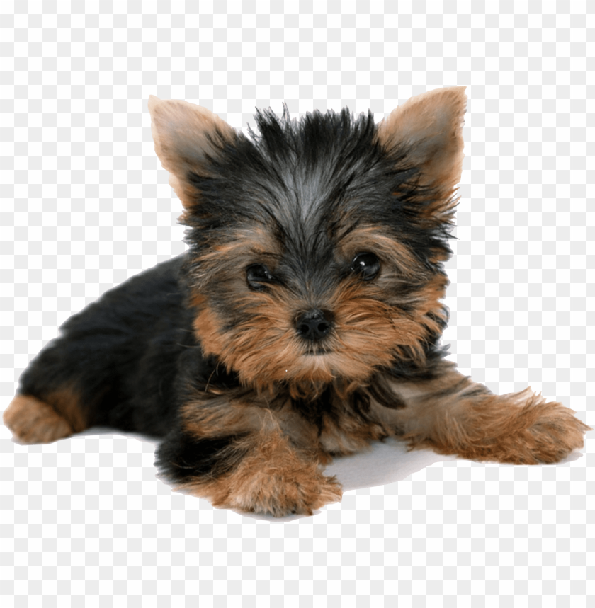 Free download | HD PNG vector freeuse download yorkshire terrier puppy ...