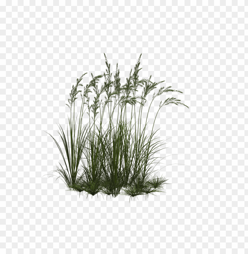 Free download | HD PNG vegetation PNG transparent with Clear Background ...