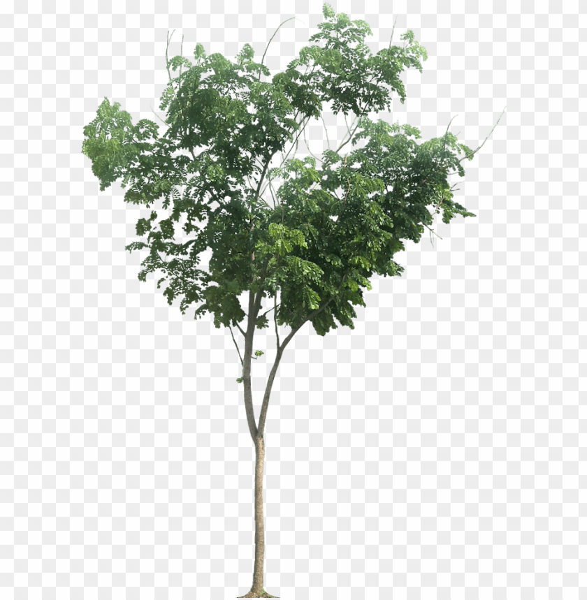 Free download | HD PNG vegetation drawing tree png vegetacio PNG ...