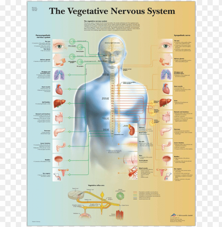 Autonomic Nervous System cutout PNG & clipart images | TOPpng