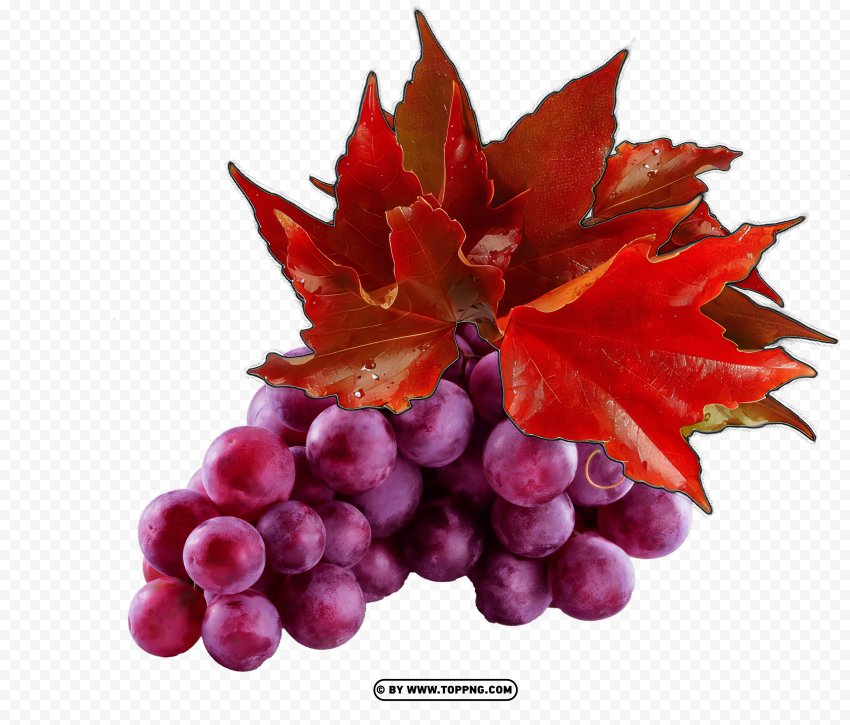 Free download | HD PNG vine red grapes without background - Image ID ...