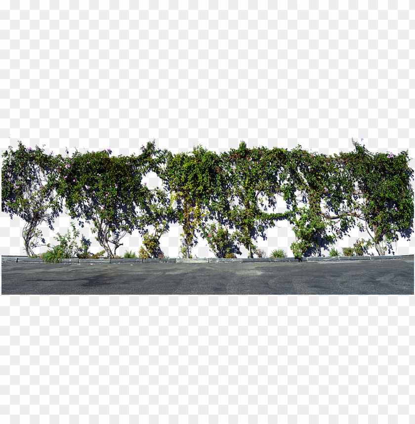 Free download | HD PNG vines on wall PNG transparent with Clear ...