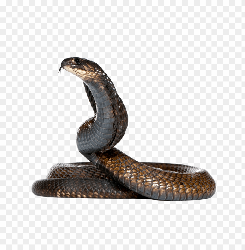 Free download | HD PNG vipers png | TOPpng