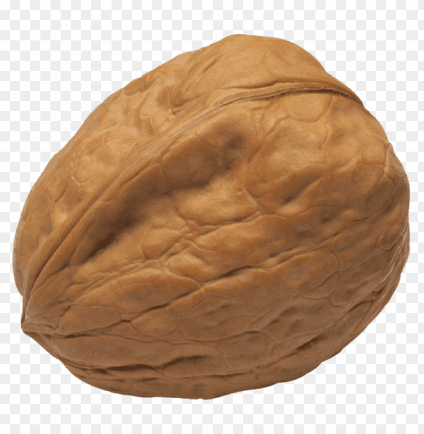 Free download | HD PNG walnut clipart png photo - 53727 | TOPpng