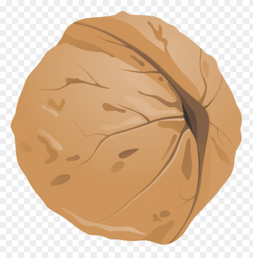 Free download | HD PNG walnut clipart png photo - 53733 | TOPpng