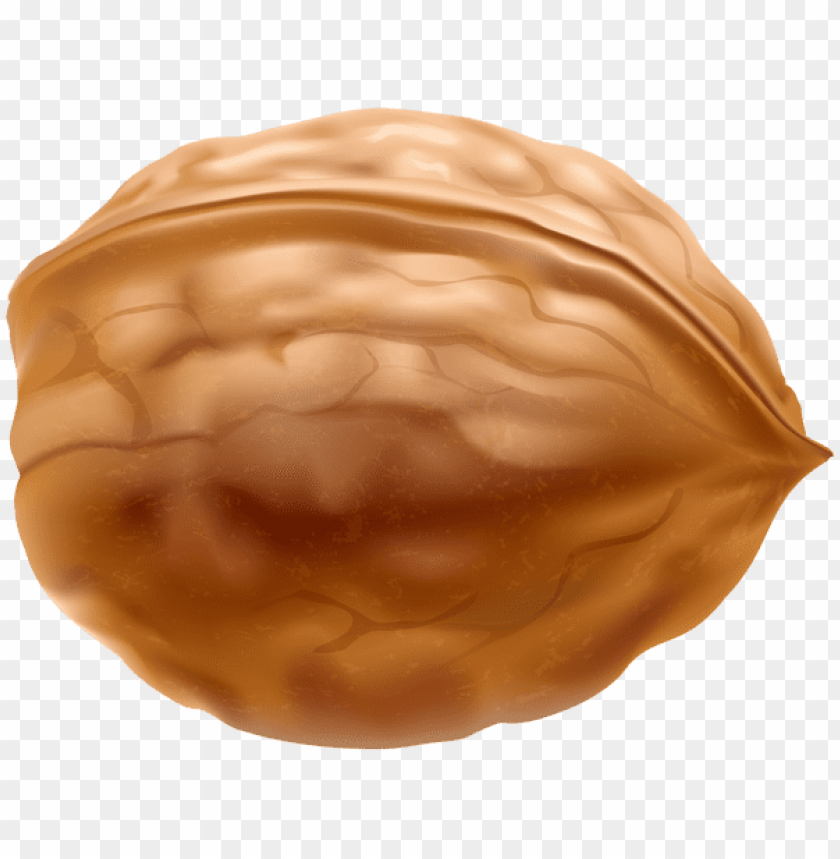 Free download | HD PNG walnut png clipart png photo - 53728 | TOPpng