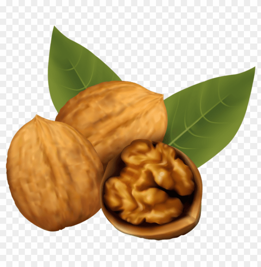 Free Png Walnut Png Images Transparent Oak cutout PNG & clipart images ...