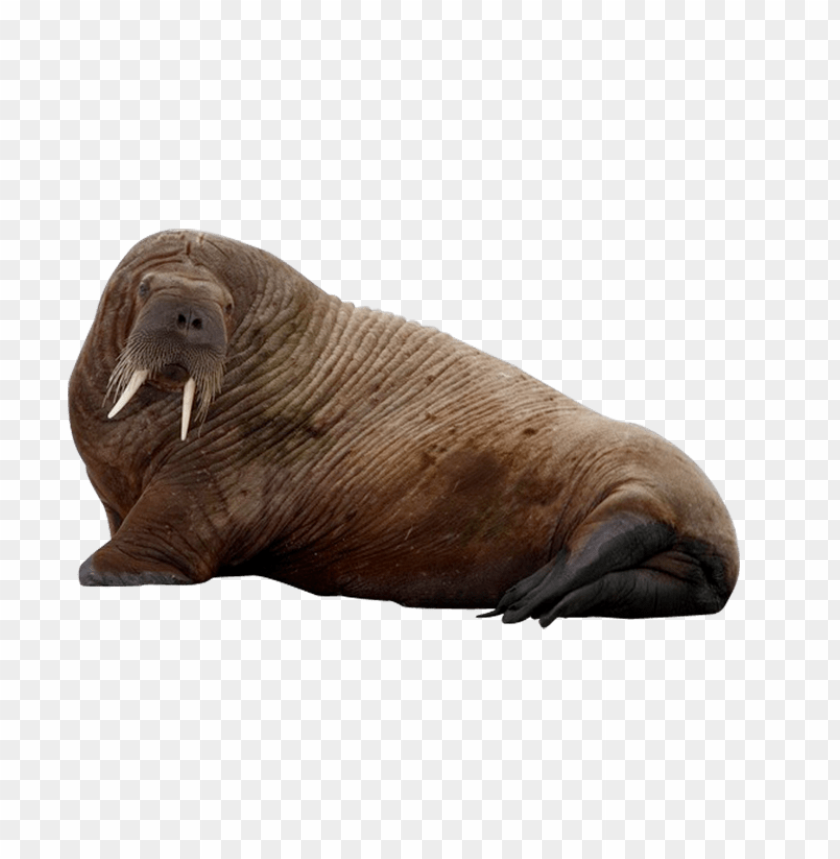 Free download | HD PNG Download walrus png images background | TOPpng