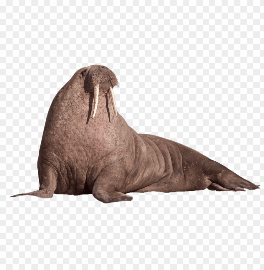 Free download | HD PNG walrus resting | TOPpng