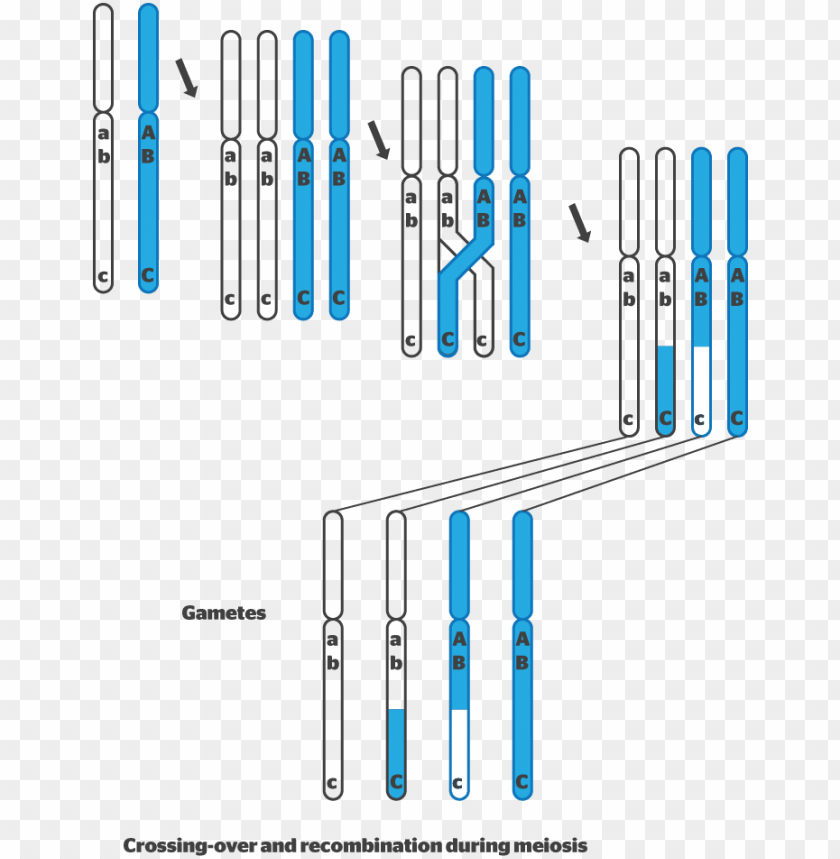 Free download | HD PNG was this helpful sexual reproduction variatio ...