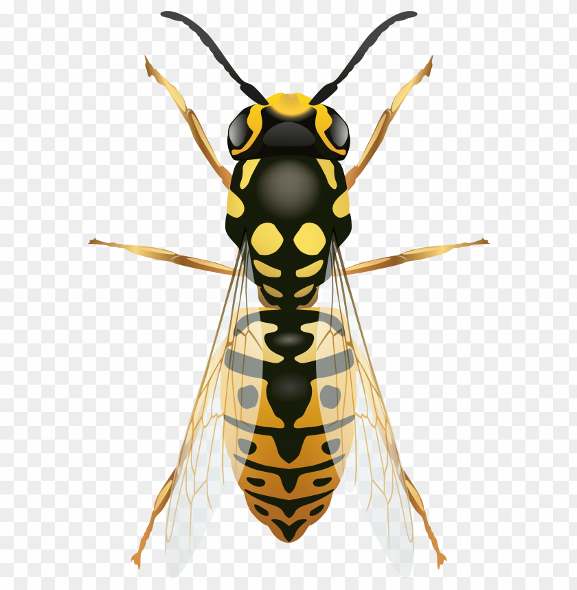 Free download | HD PNG wasp clipart png photo - 31606 | TOPpng