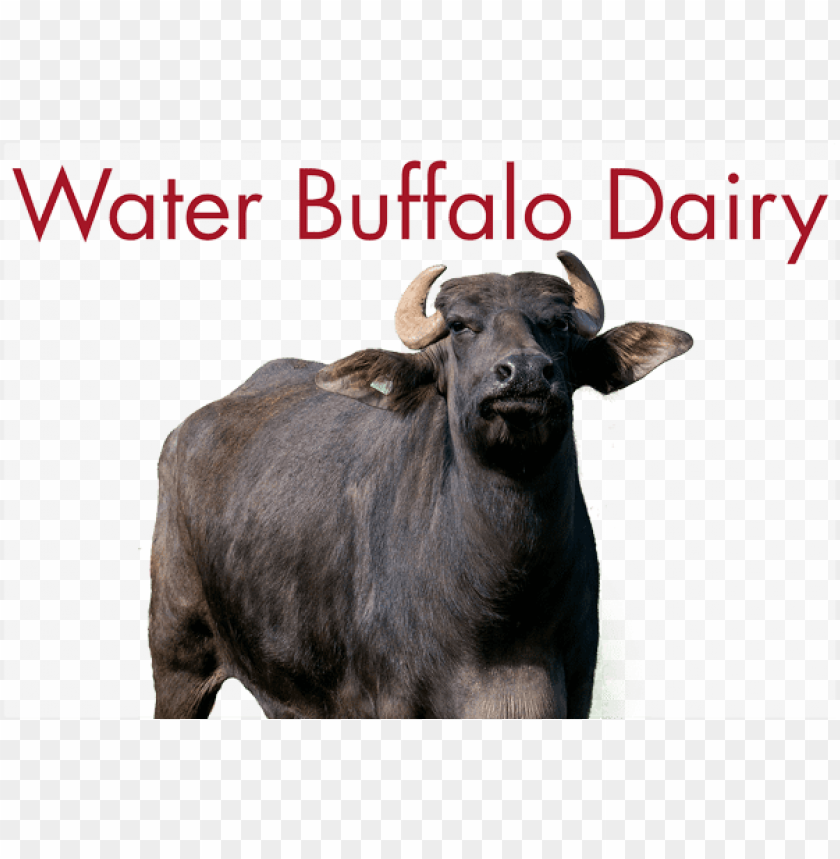Free download | HD PNG water buffalo PNG transparent with Clear ...