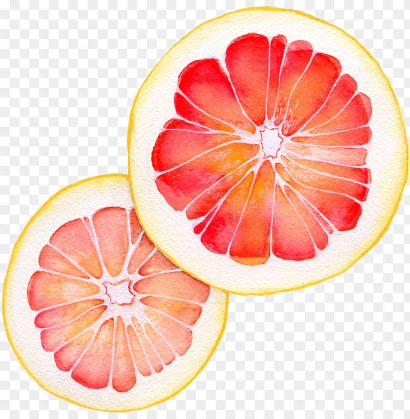 Free download | HD PNG watercolor grapefruit grapefruit watercolor PNG transparent with Clear ...