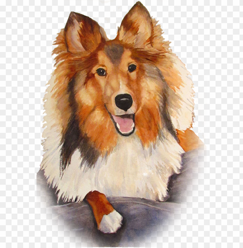 Free download | HD PNG watercolor of sheltie brady watercolor dog trans ...