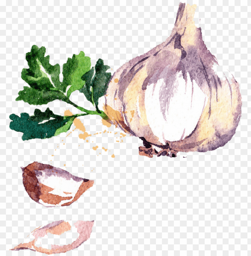 Free download | HD PNG watercolor vegetables PNG transparent with Clear ...