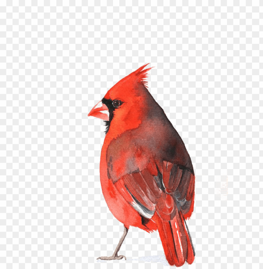 Free download | HD PNG watercolour cardinal PNG transparent with Clear ...