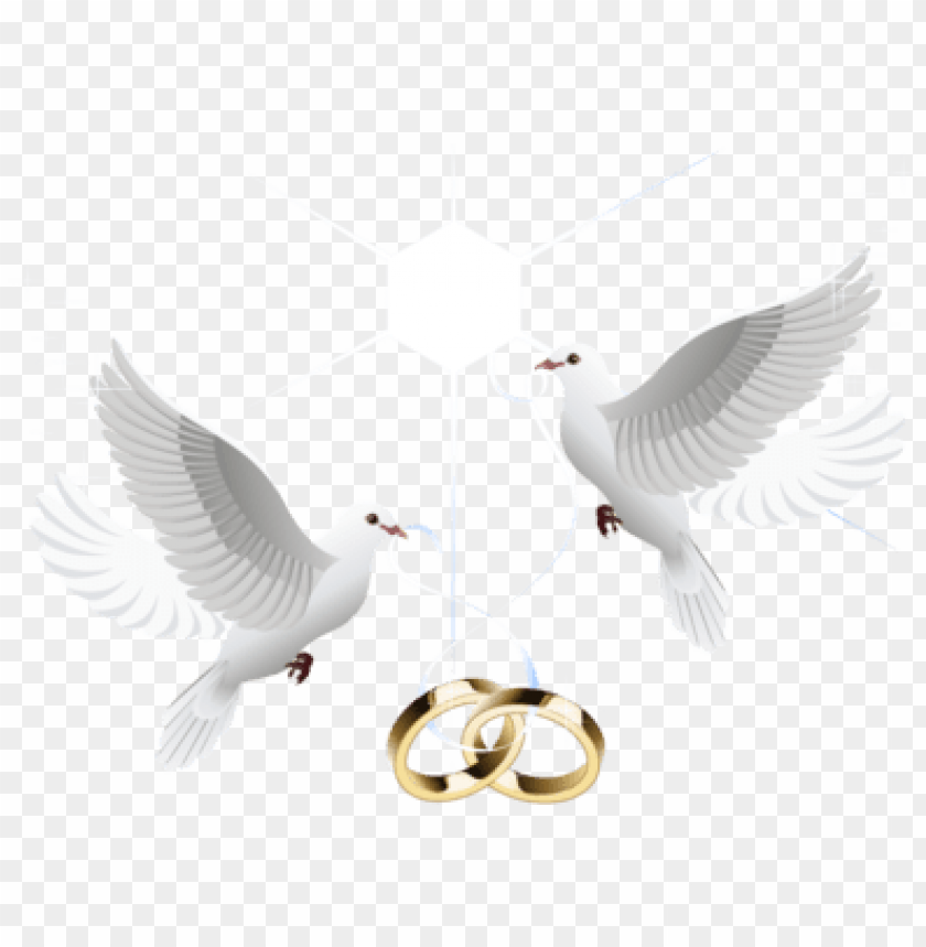 Free download | HD PNG wedding doves with rings PNG transparent with ...