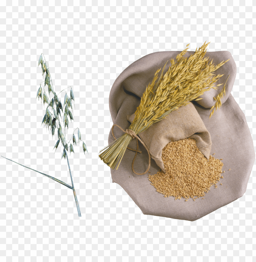 Free download | HD PNG PNG image of wheat with a clear background ...