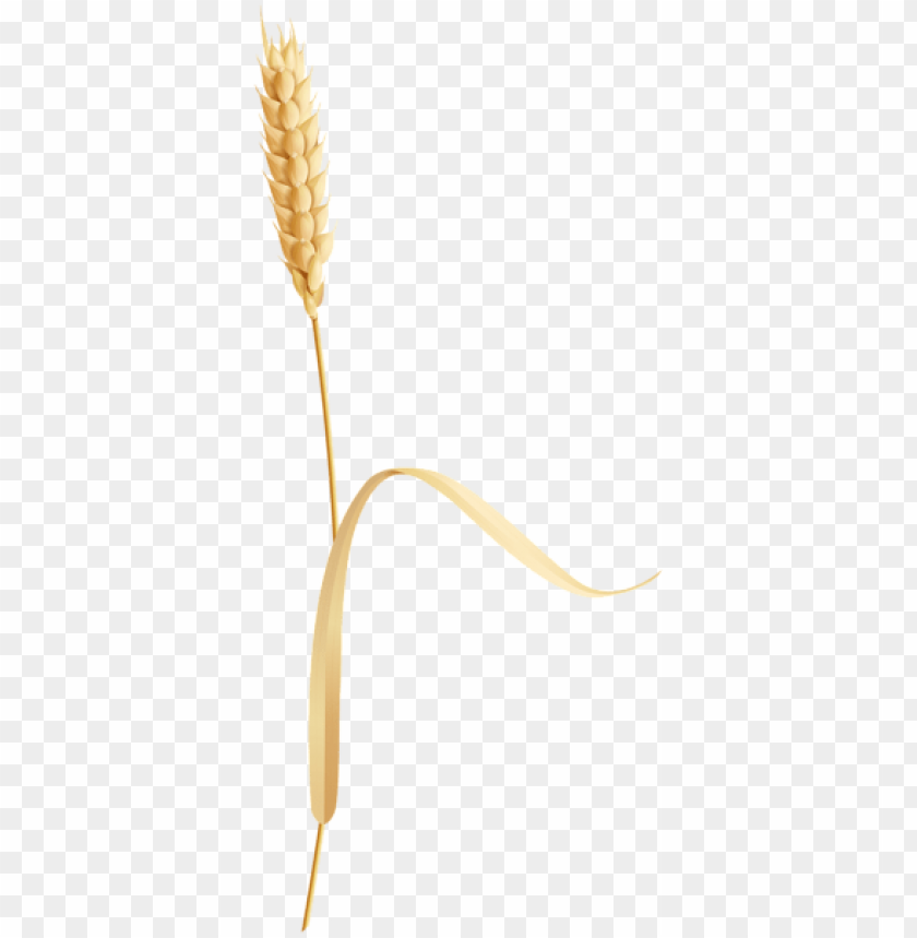 Free download | HD PNG PNG image of single wheat stalk with thin golden ...