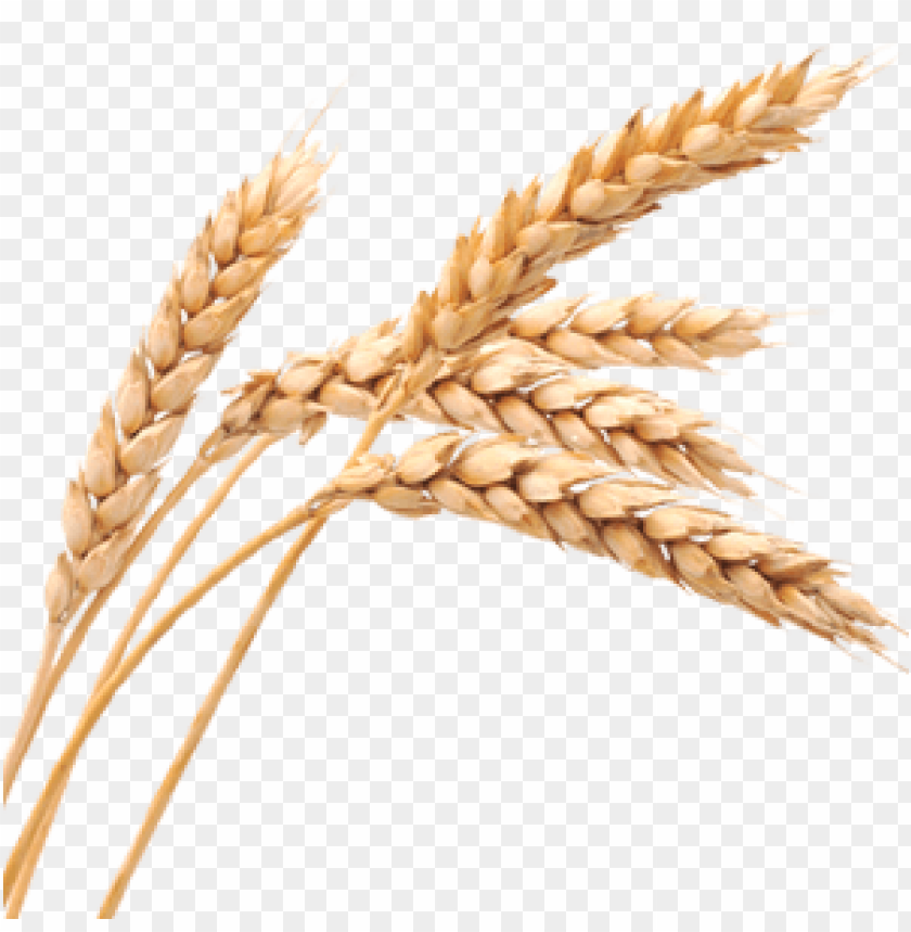 Free download | HD PNG PNG image of two wheat stalks crossed with a ...