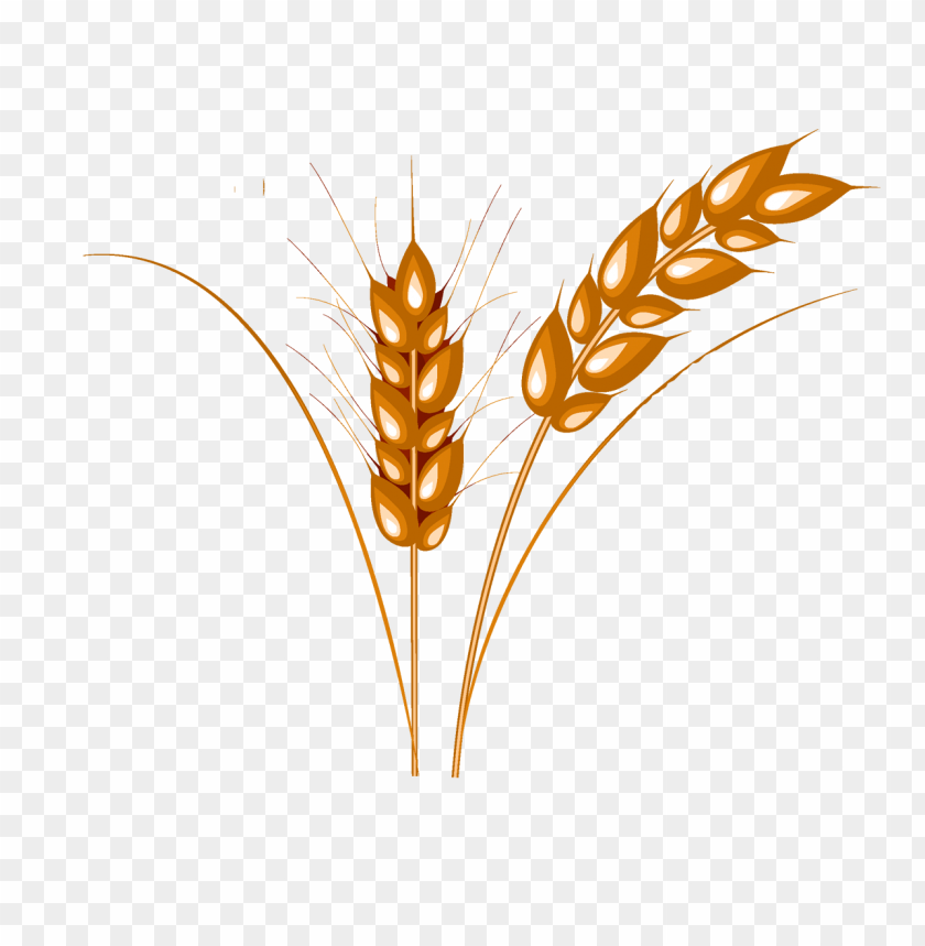 Free download | HD PNG PNG image of single wheat stalk with bright ...