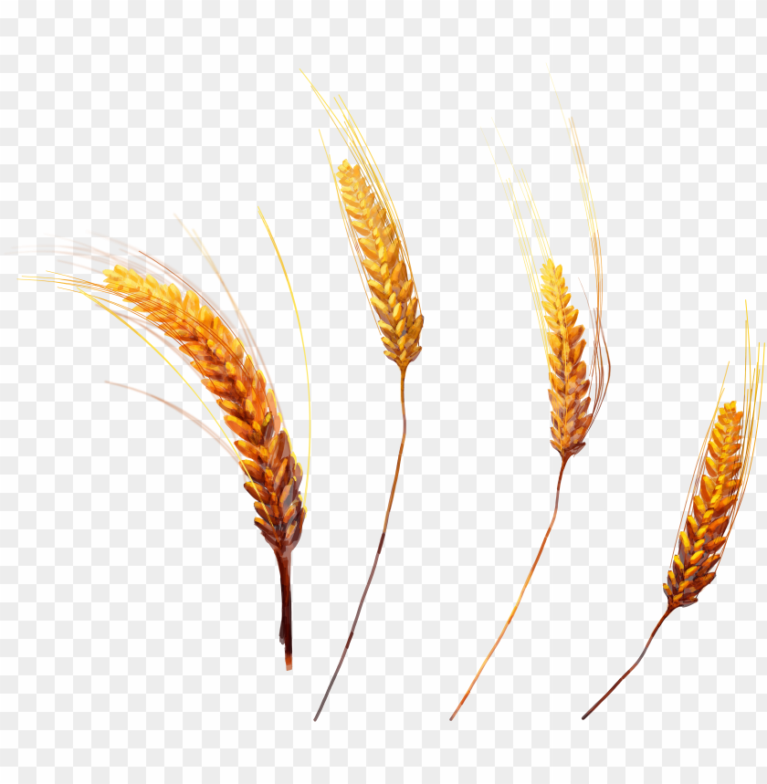 Free download | HD PNG PNG image of wheat with a clear background ...