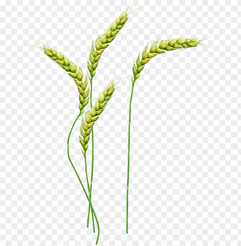Free download | HD PNG PNG image of green wheat stalks with small ...