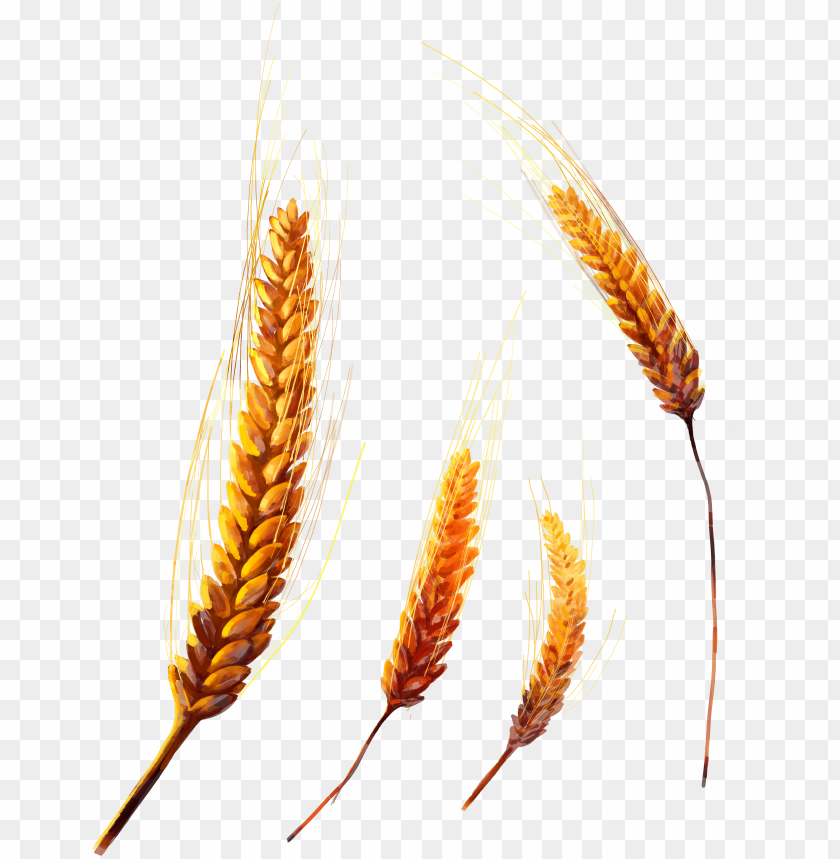 Free download | HD PNG PNG image of three wheat stalks with golden ...