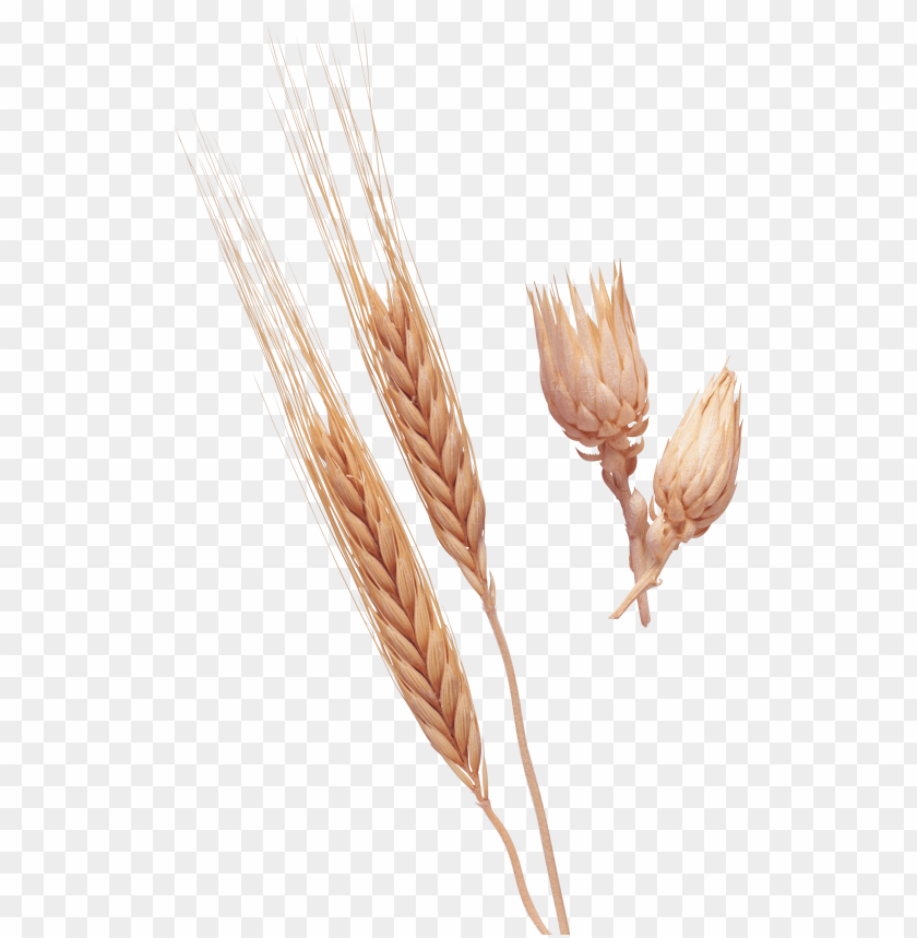 Free download | HD PNG PNG image of wheat with a clear background ...