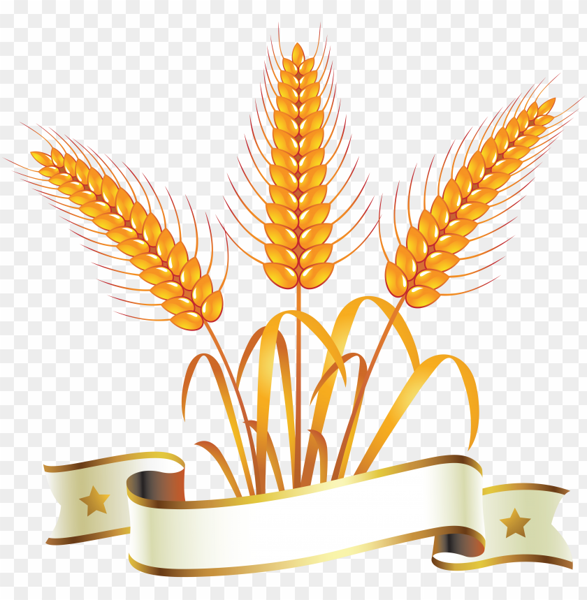 Free download | HD PNG PNG image of wheat with a clear background ...