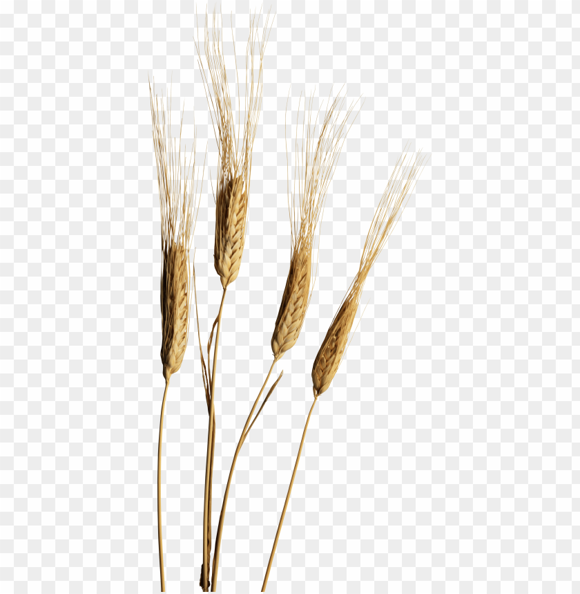Free download | HD PNG PNG image of three thin wheat stalks with small ...