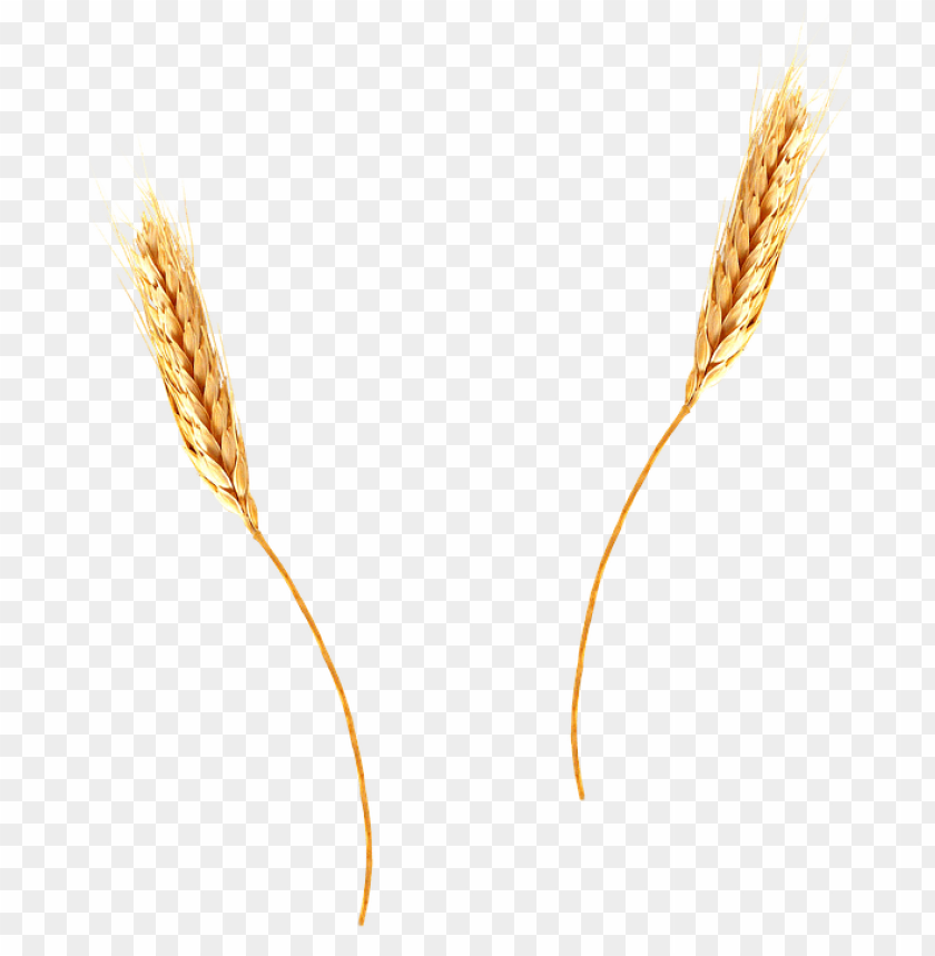 Free download | HD PNG PNG image of wheat with a clear background ...