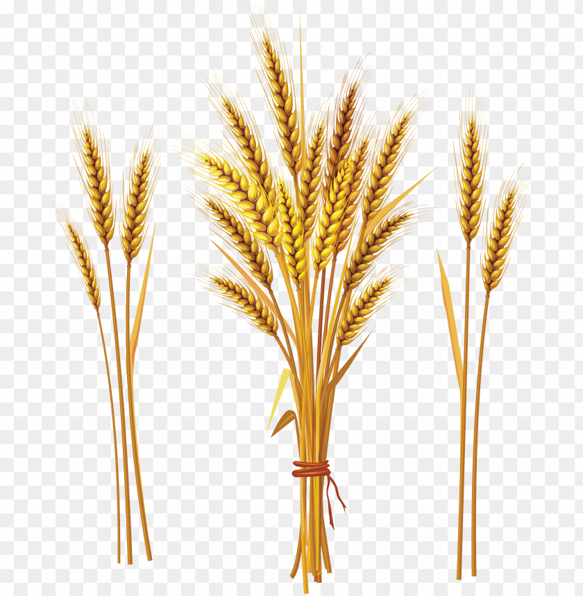Free download | HD PNG PNG image of wheat with a clear background ...