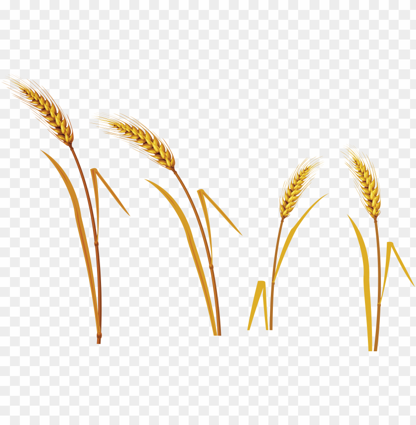 Free download | HD PNG PNG image of wheat with a clear background ...