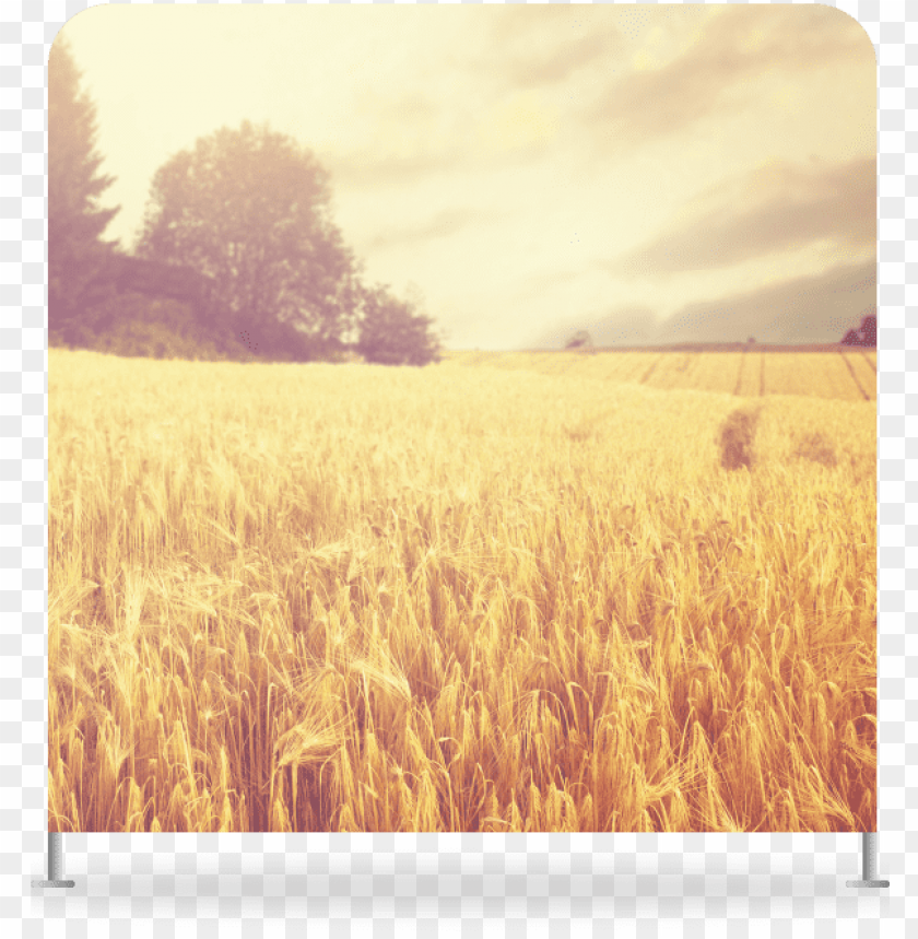 Free download | HD PNG wheat field field PNG transparent with Clear ...