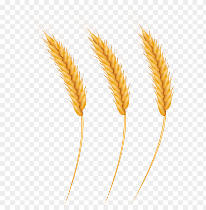 Free download | HD PNG wheat grains clipart png photo - 56083 | TOPpng