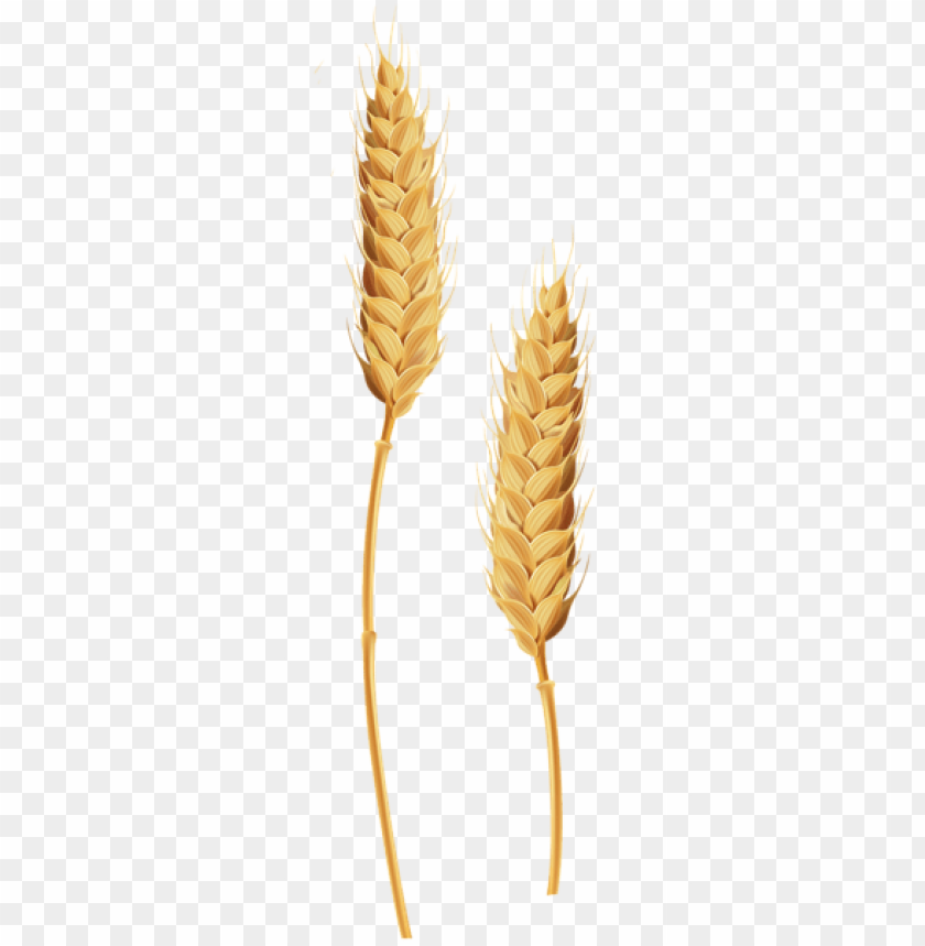 Free download | HD PNG wheat stalks transparent clipart png photo ...