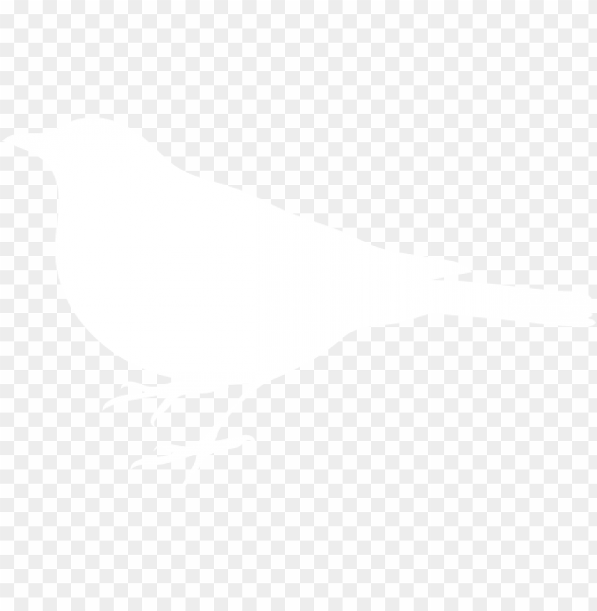 Free download | HD PNG white bird black background PNG transparent with ...