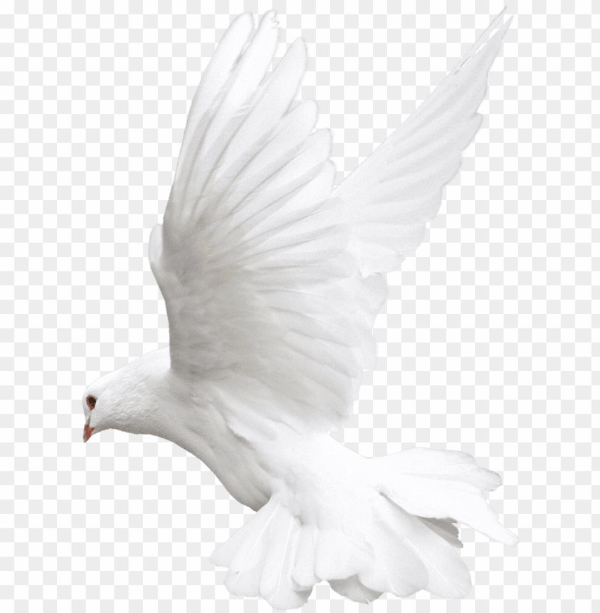 Free download | HD PNG white bird for editing PNG transparent with ...