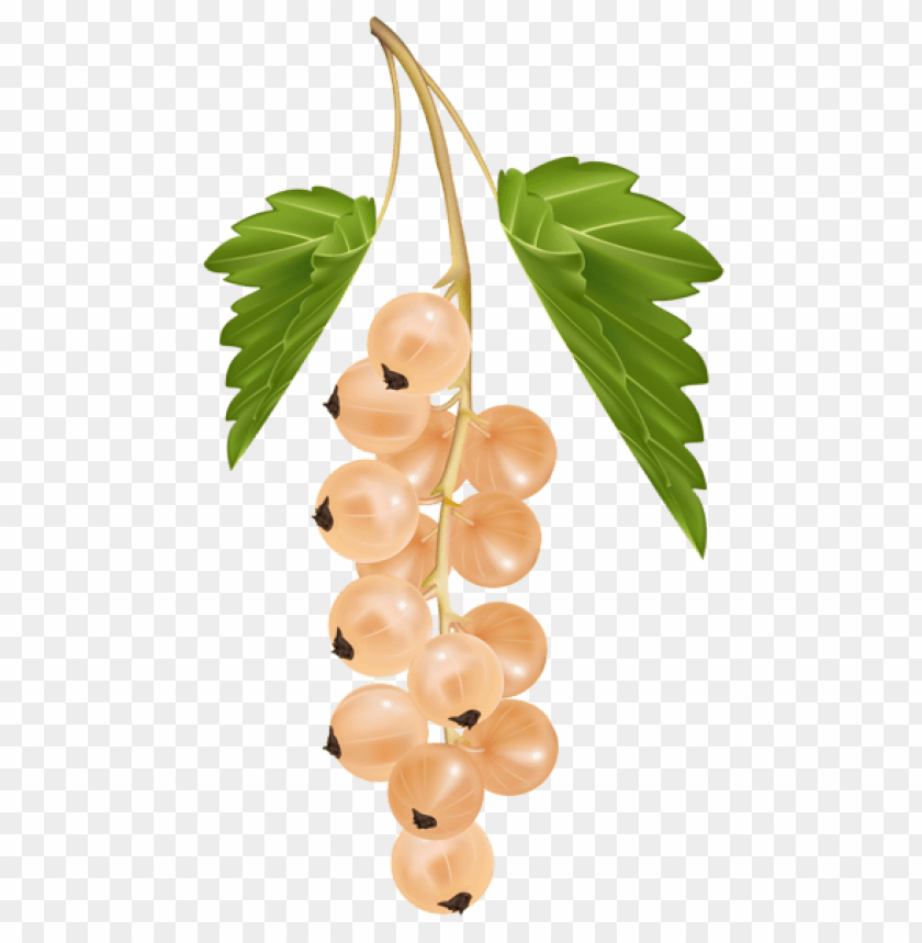 Free download | HD PNG transparent red currants with detailed texture ...